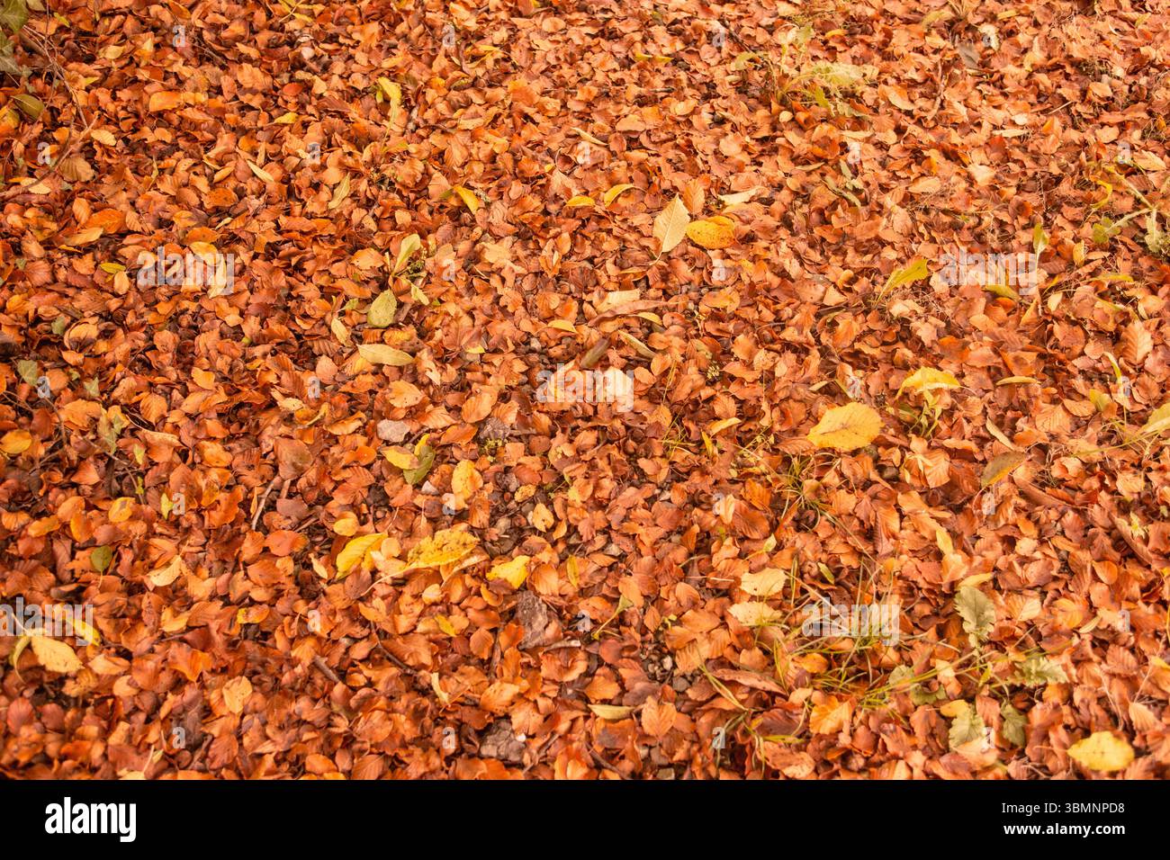 Autumn leaves on the ground Stock Photo - Alamy
