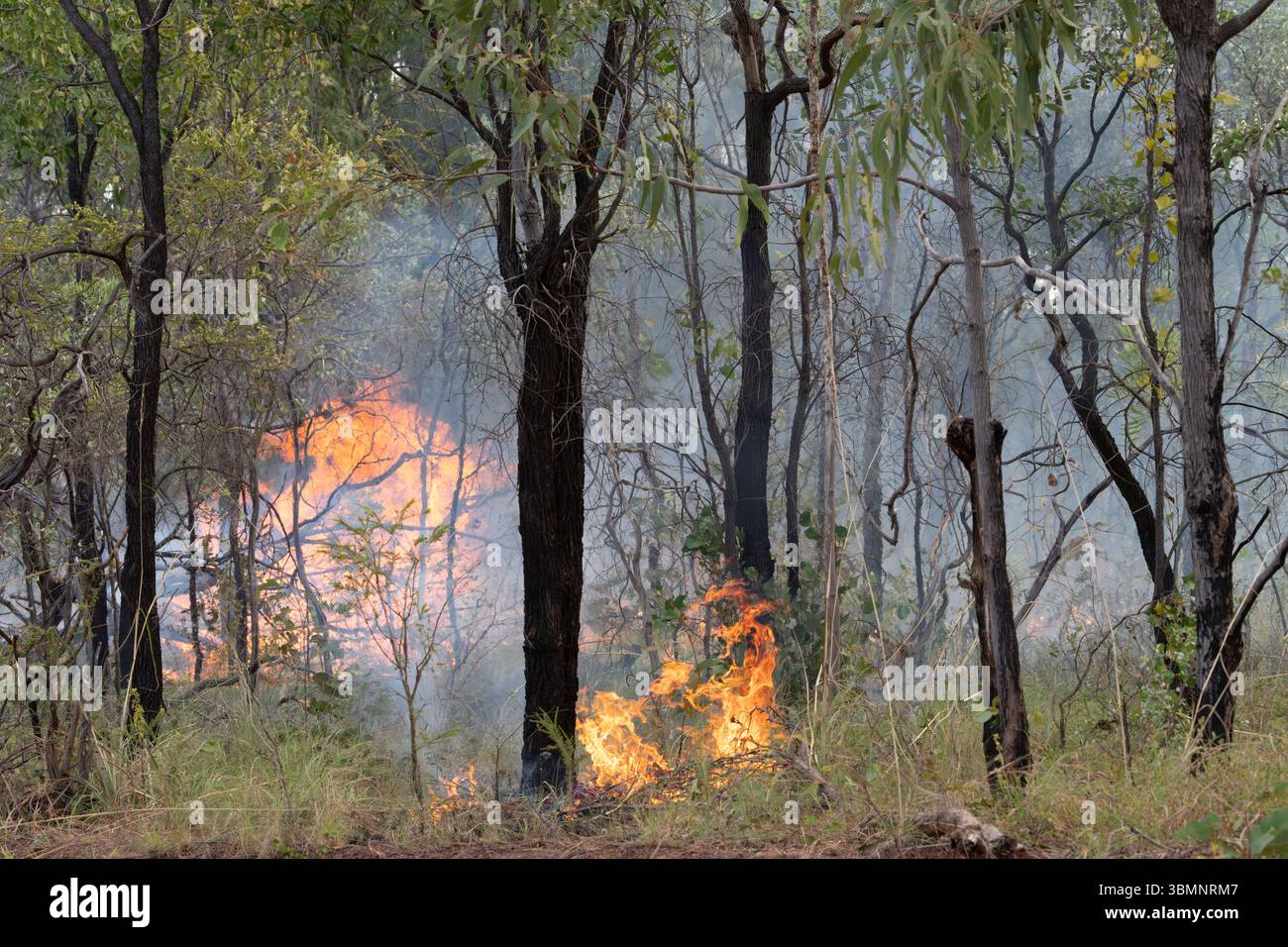 Back-burning, also known as prescribed burning or hazard reduction ...