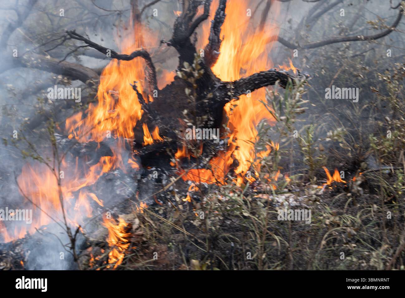 Back-burning, also known as prescribed burning or hazard reduction ...