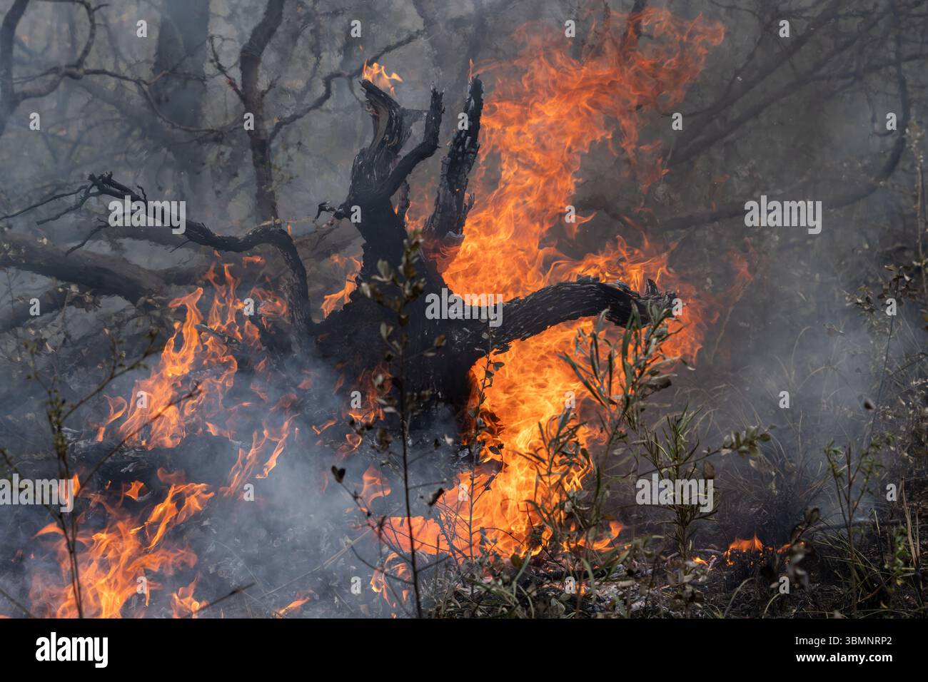 Back-burning, also known as prescribed burning or hazard reduction ...
