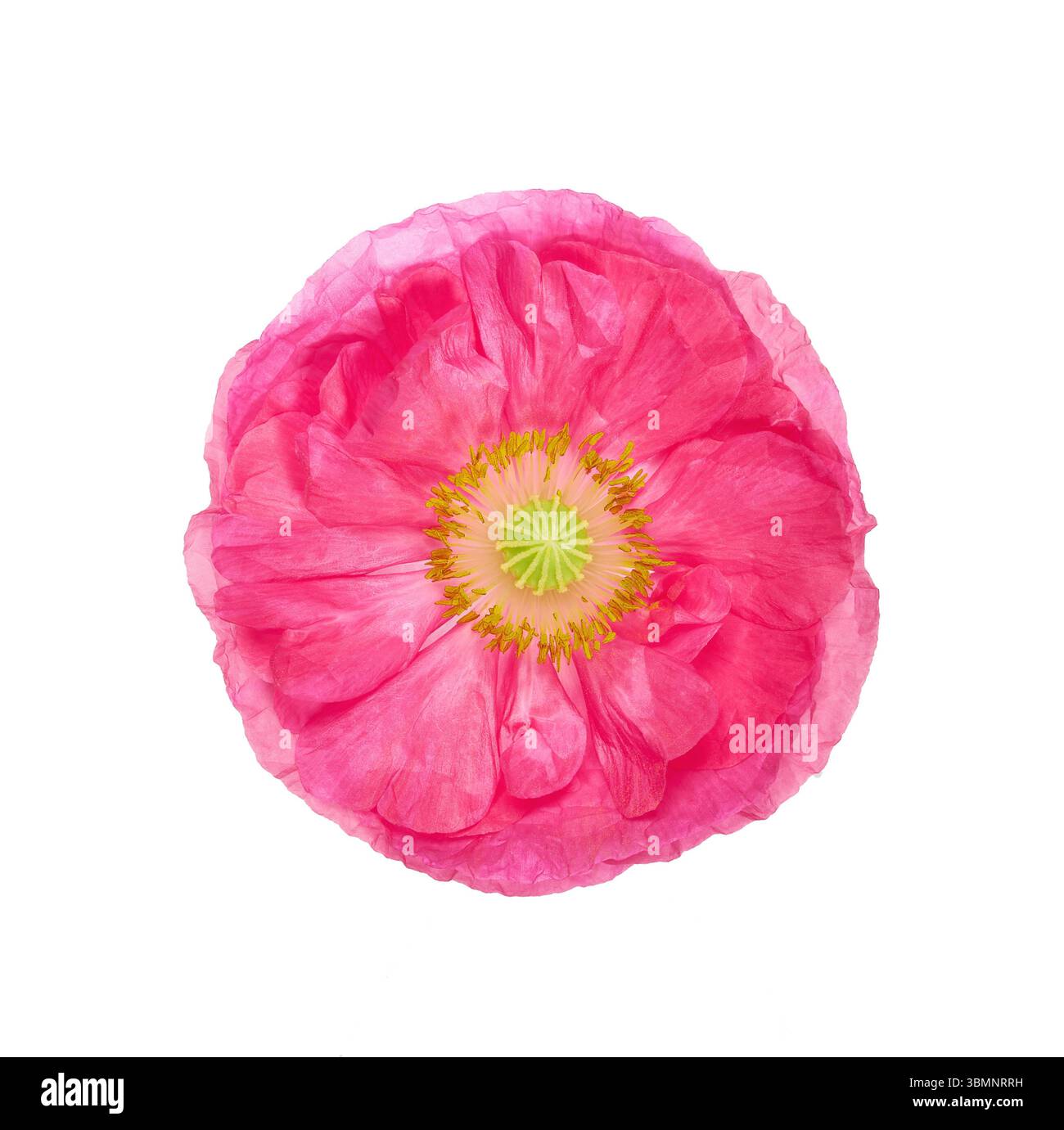 Single pink poppy isolated on white background. poppy cut out.Top view ...