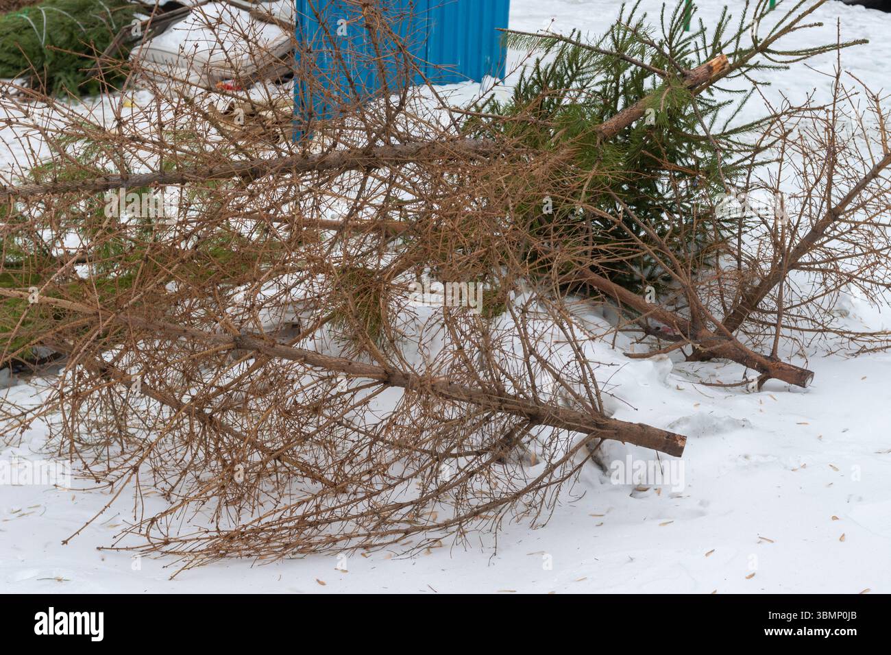 Christmas trees thrown into the trash after the end of the holiday ...