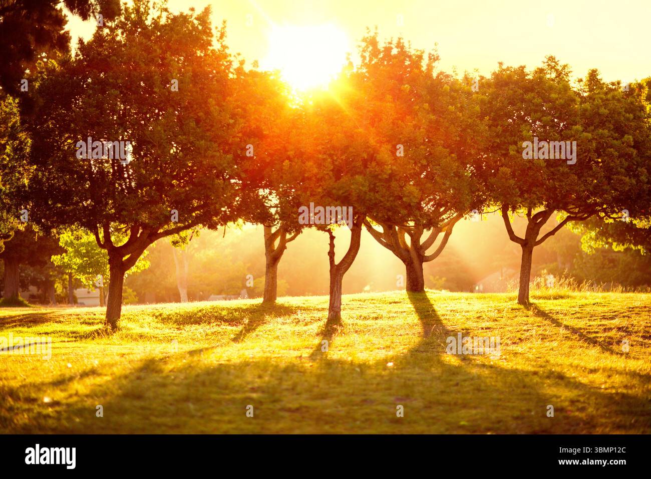 Deciduous trees are casting long shadows across grassy meadow in flat ...