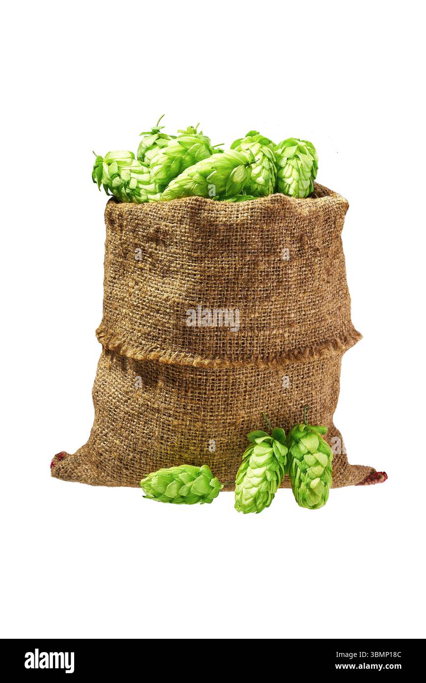 Hop cones in sack isolated on white background.Sack of hops on a white ...
