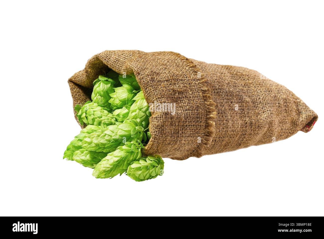 Hop cones in sack isolated on white background.Sack of hops on a white ...