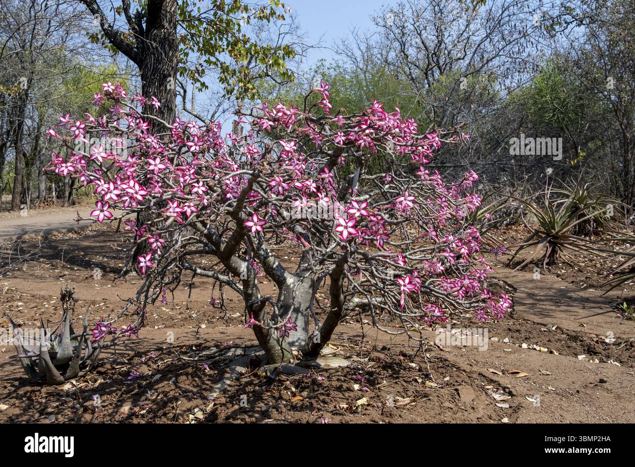 Tree of the many-flowered desert rose (Adenium multiflorum) also known ...