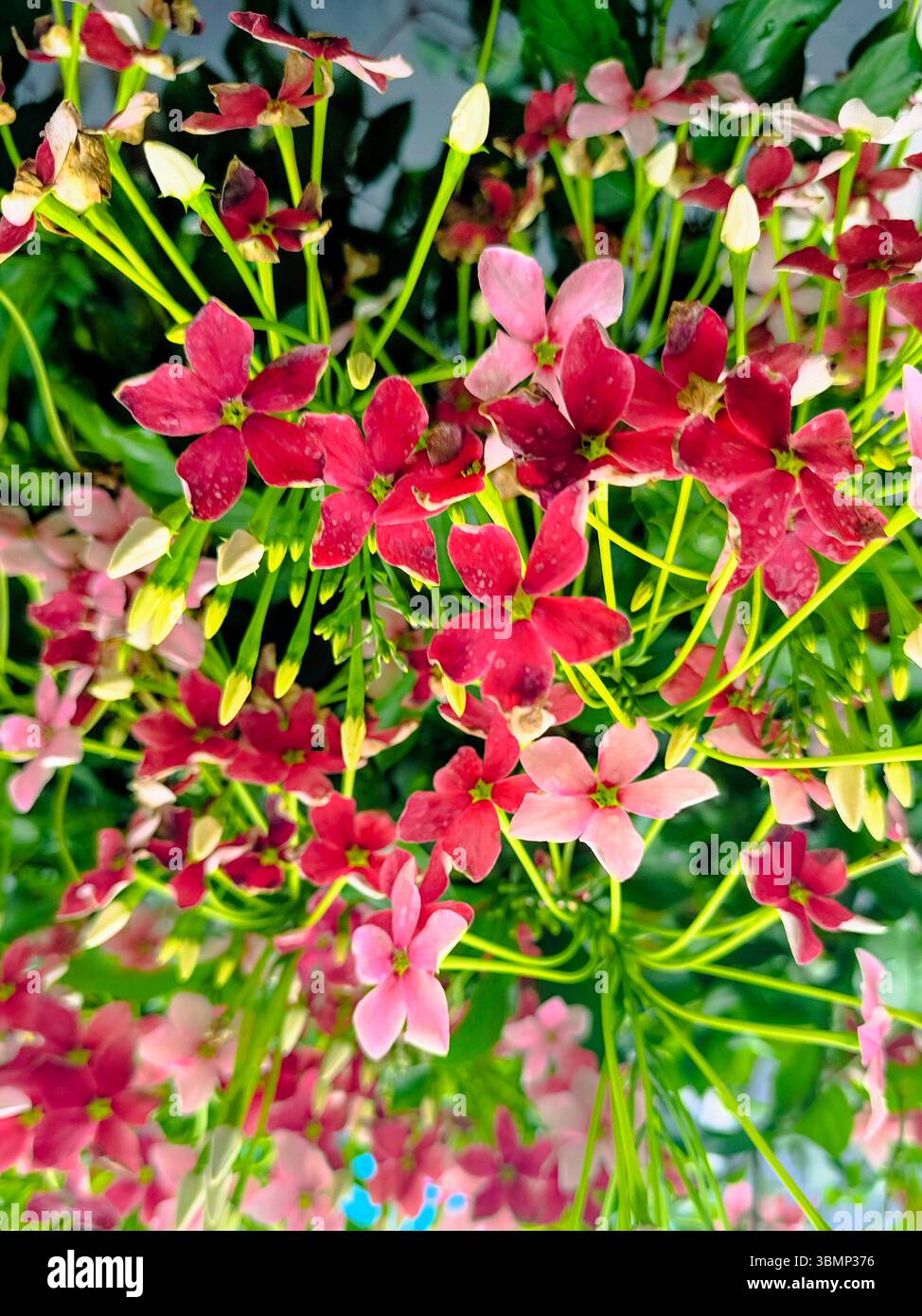 Combretum hi-res stock photography and images - Alamy