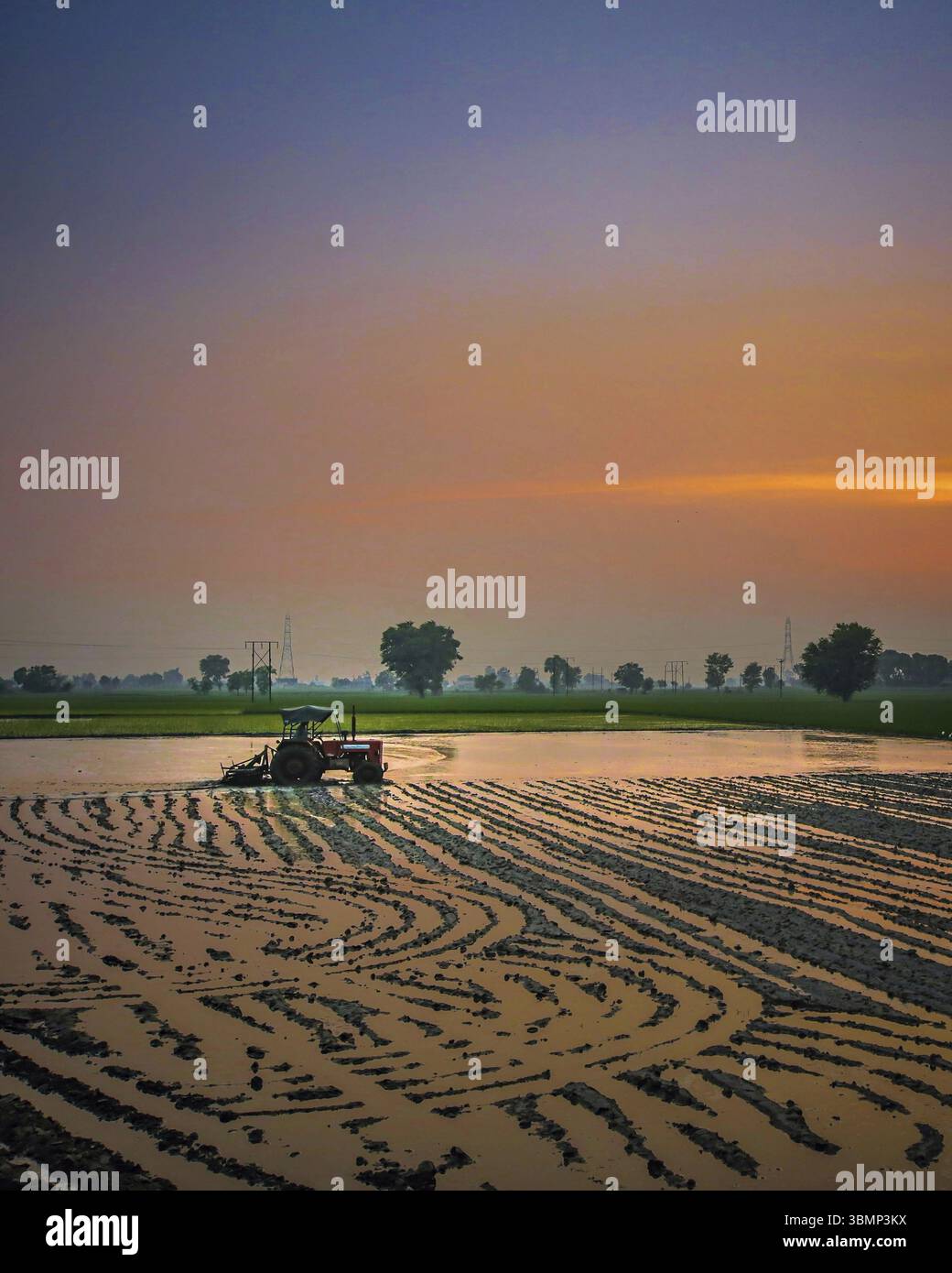 Farmer plowing paddy field with tractor at sunset creating beautiful ...