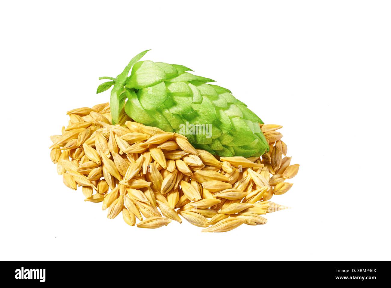 Natural ingredients for making beer isolated on white background Stock ...