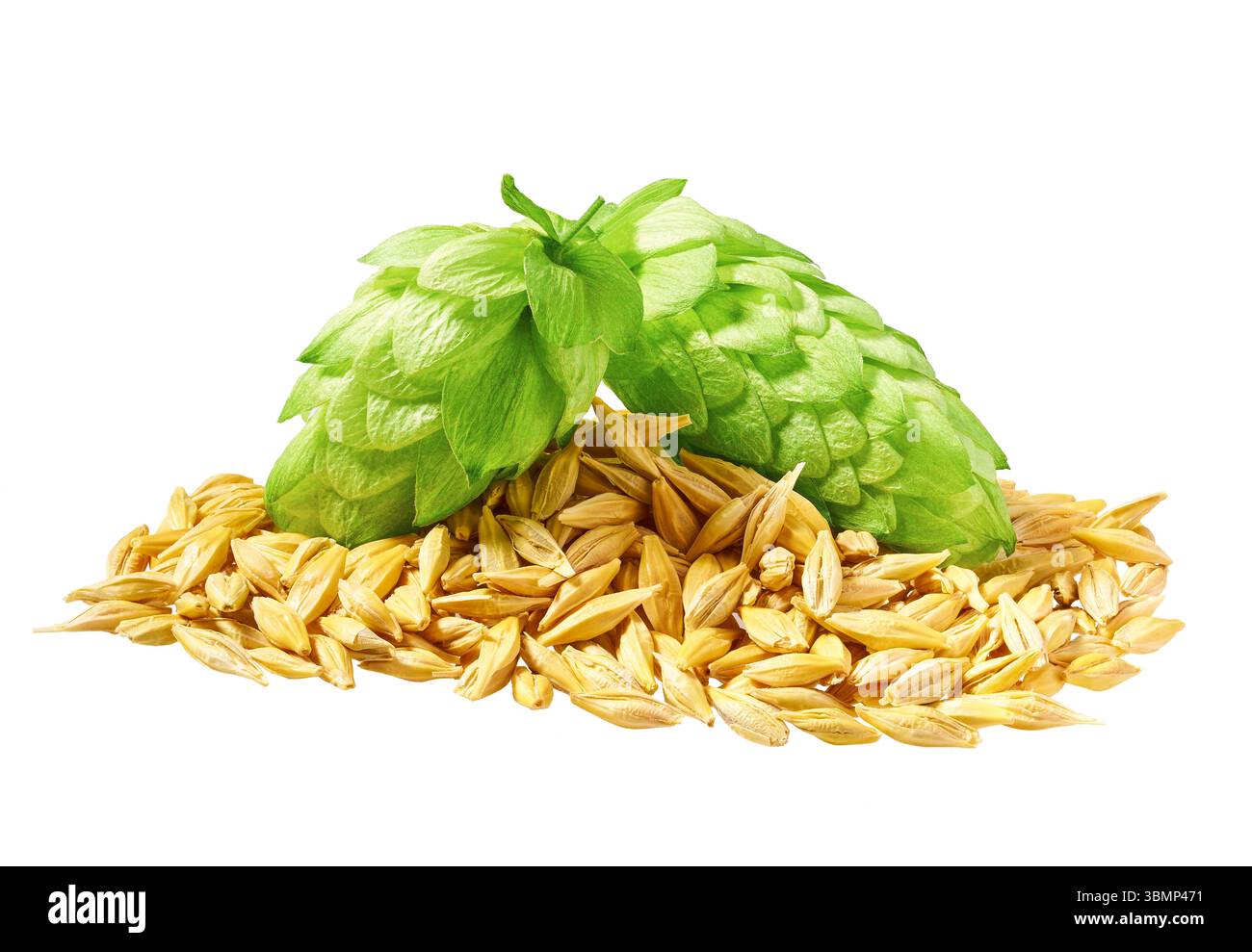 Organic ingredients for making beer isolated on white background Stock ...