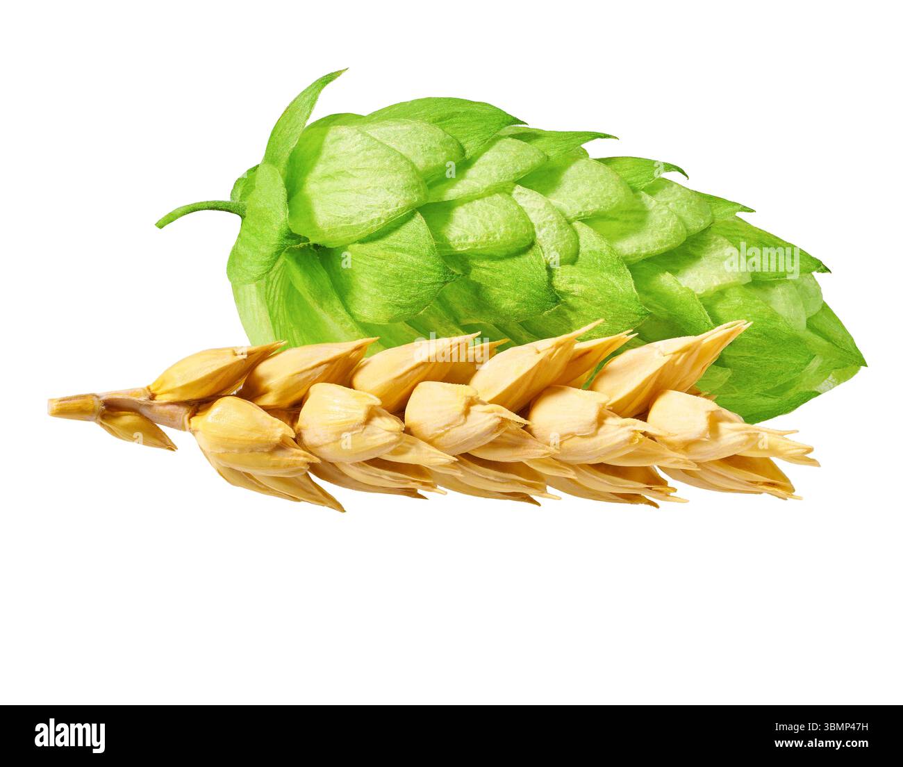Yellow wheat and green hop isolated on white background. Fresh hop ...