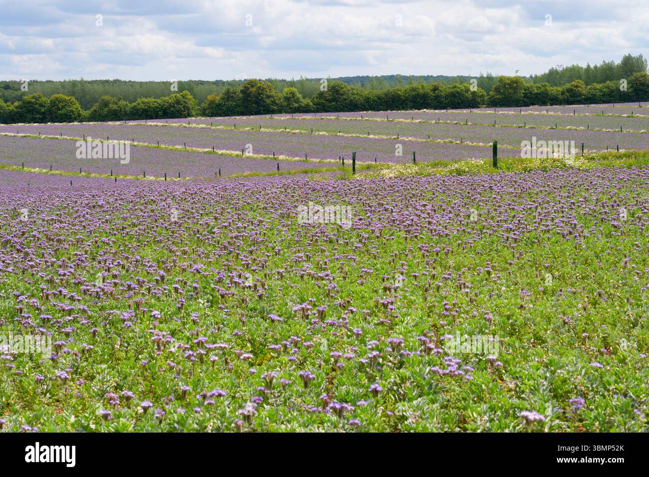 Brood rearing crop hi-res stock photography and images - Alamy