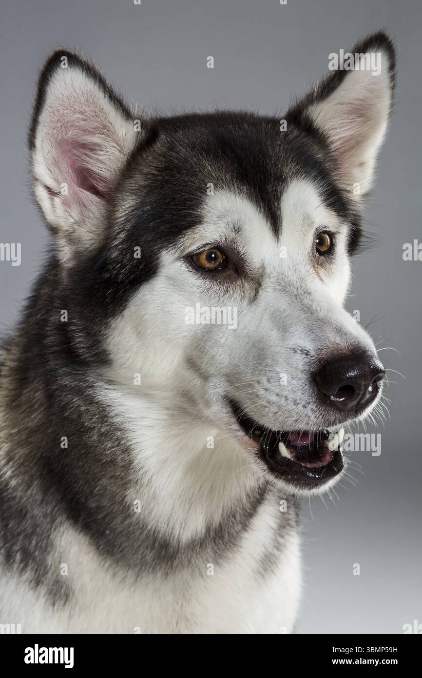Portrait of siberian husky on gray background. Adult dog Stock Photo ...