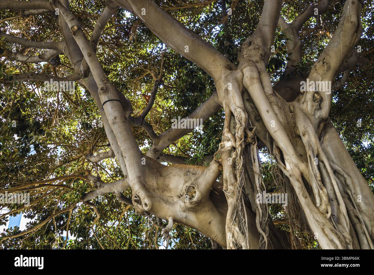 Ficus tree hi-res stock photography and images - Alamy