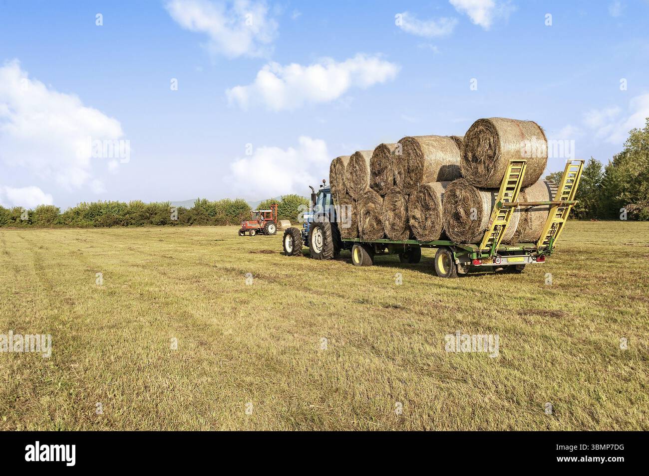 Agricultural scene. Tractor collecting hay bales in field and loading ...