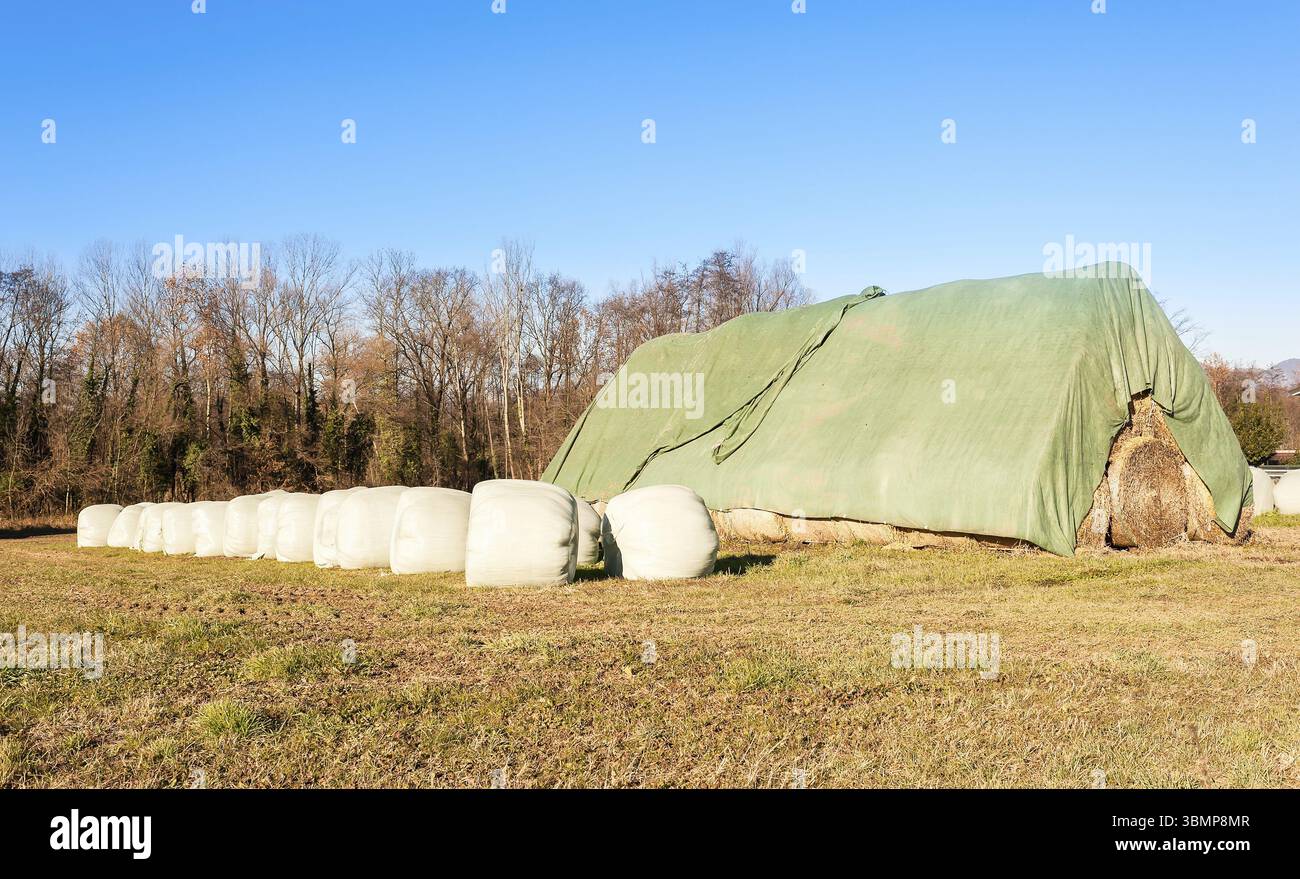 Round Bales of straw stored in a provisional barn Stock Photo - Alamy