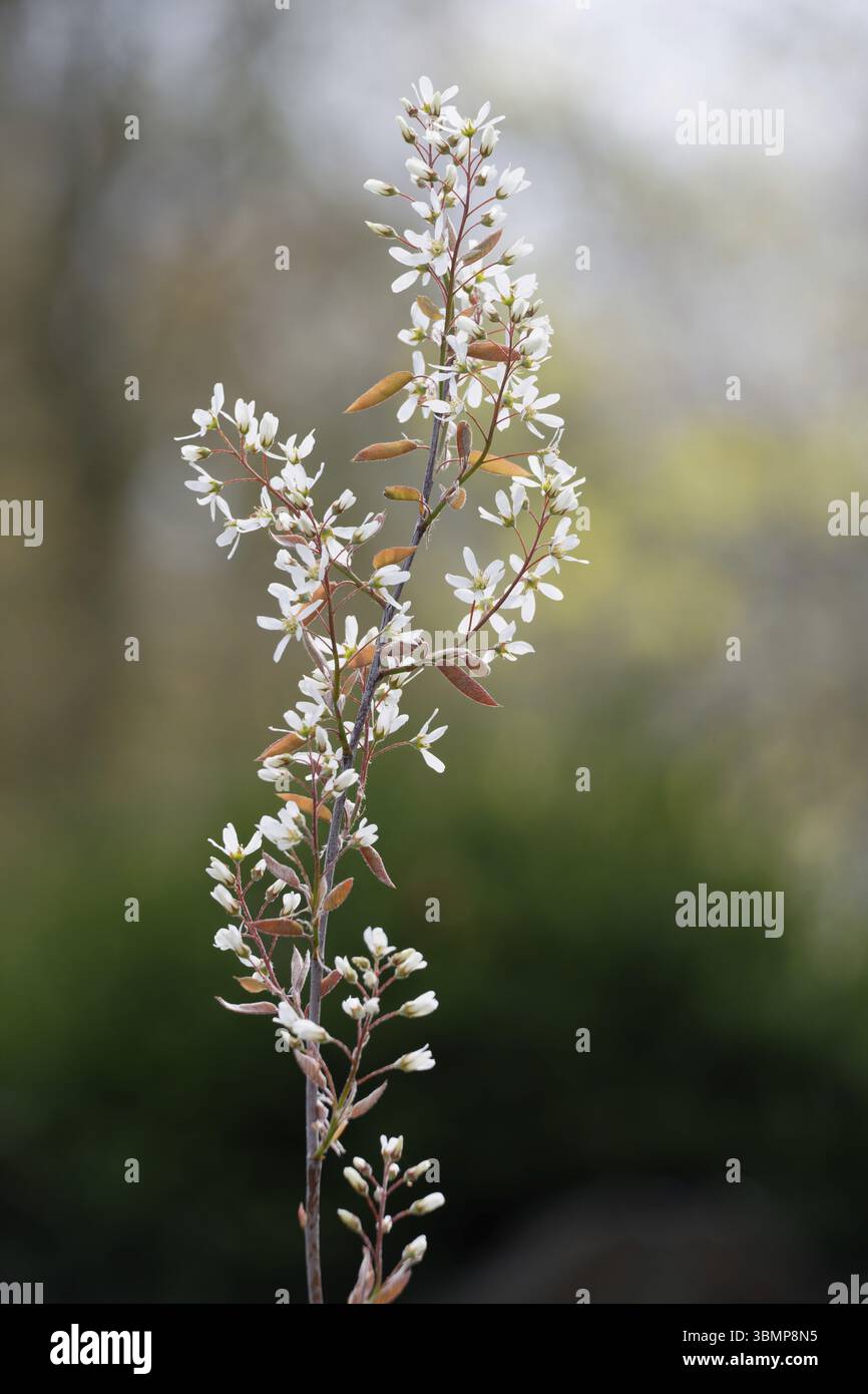 Star-shaped white flowers of a Amelanchier lamarckii also called ...