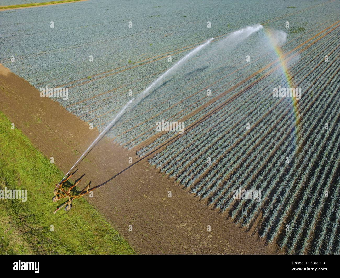 Irrigation system in industrial cultivation of vegetables in agriculture with water and rainbow ...