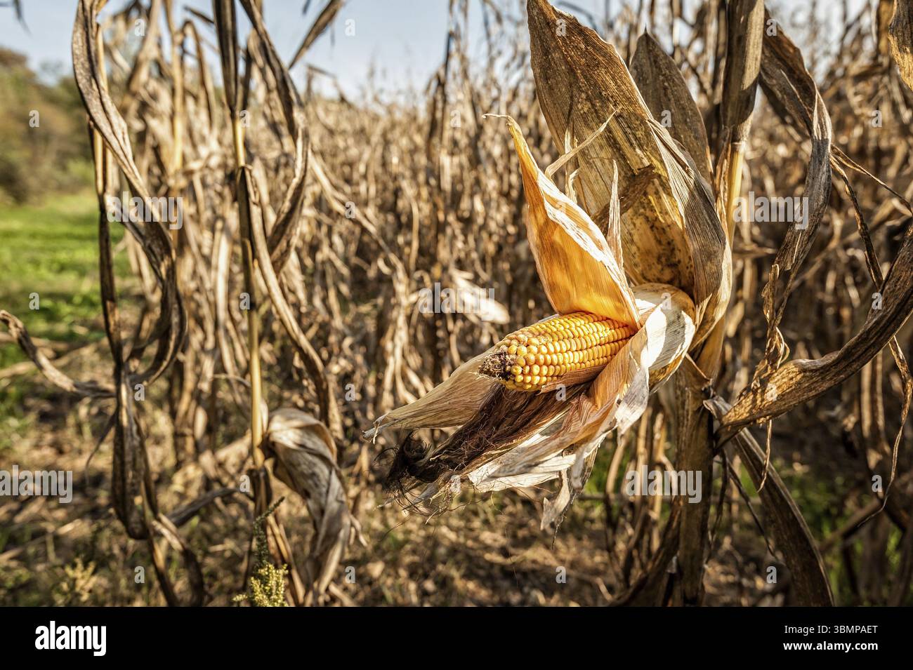 Harvest ready corn cob hi-res stock photography and images - Alamy