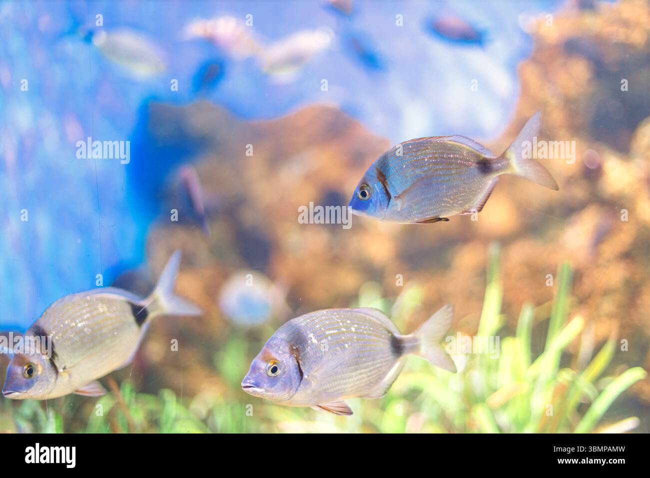 Vibrant blue aquarium showcases graceful silvery fish swimming among ...