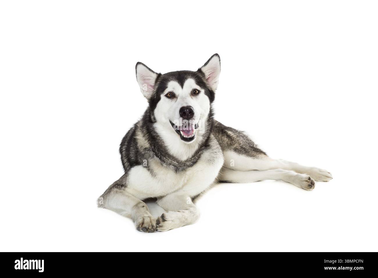 Alaskan Malamute sitting in front of white background. Dog lying on the ...