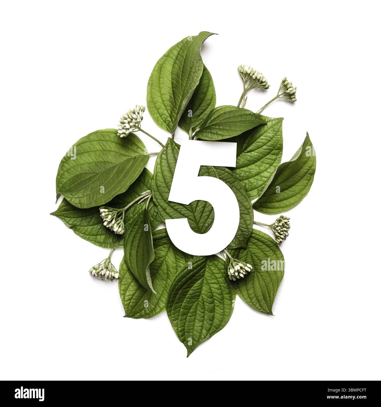 Creative layout number five Cut Out Stock Images & Pictures - Alamy