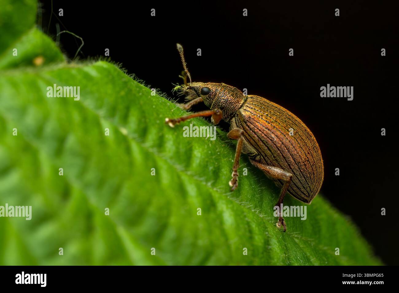 Weevil beetle - Polydrusus mollis, beautiful small weevil beetle native ...
