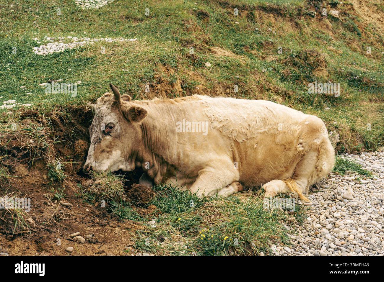 sick cow with red eyes lies on the ground Stock Photo - Alamy