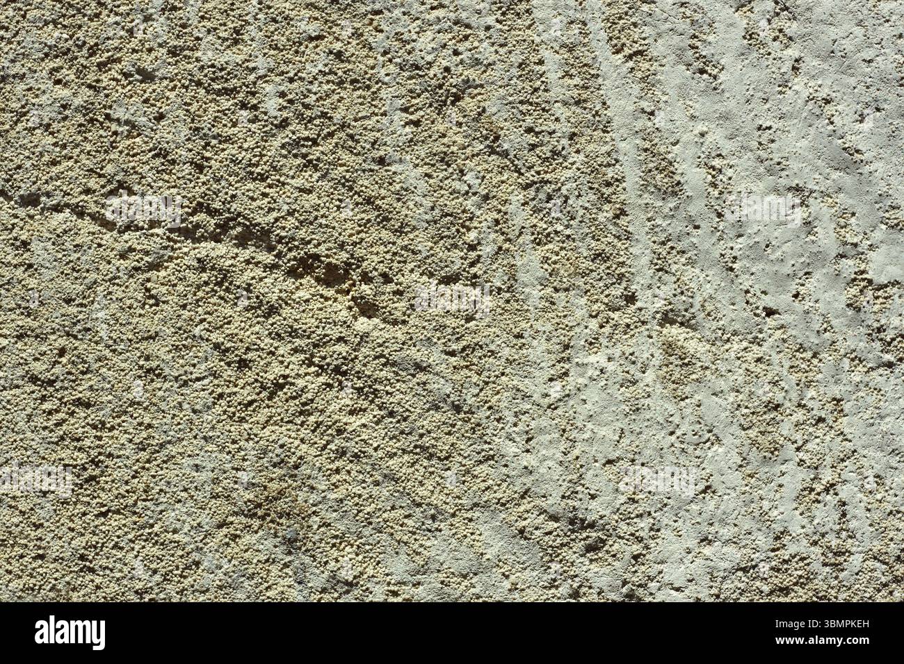 Detailed macro cutting of limestone with many small petrified shells of ...