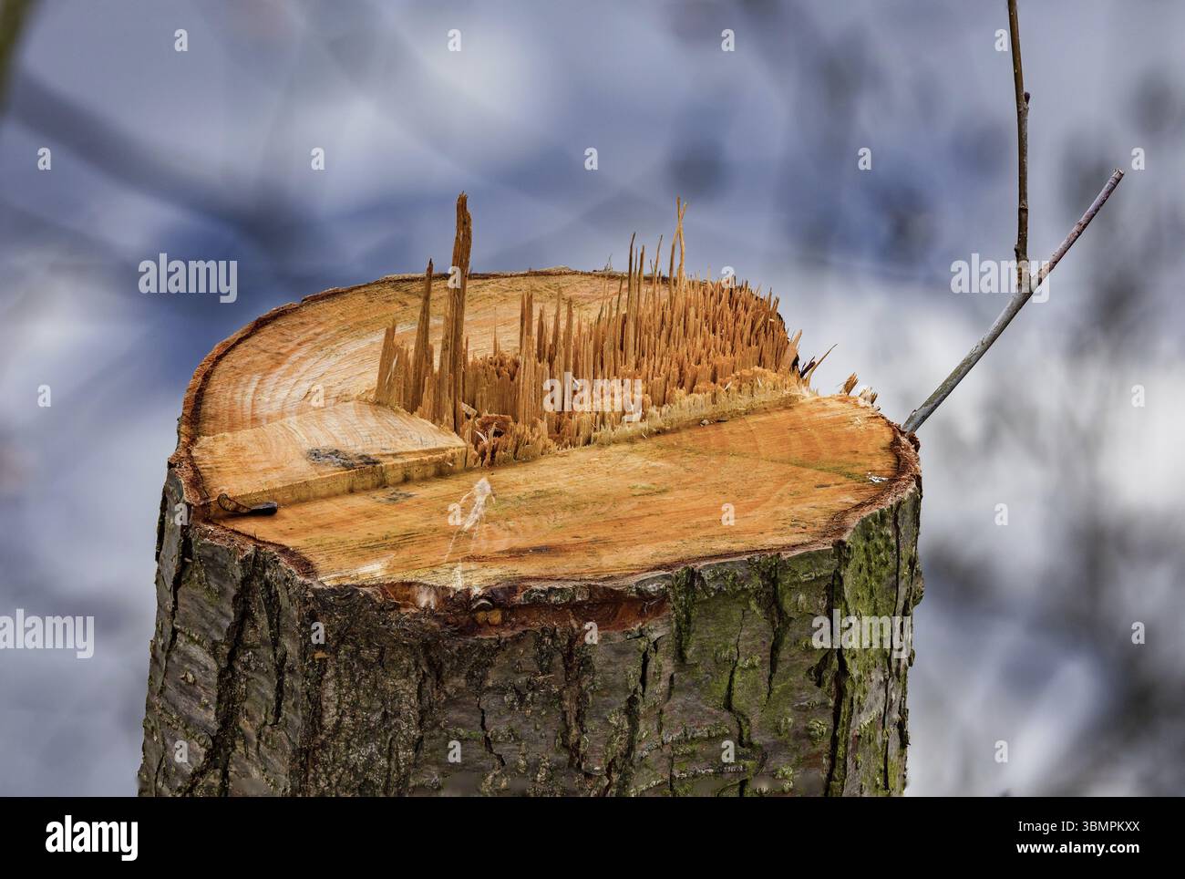 Focus stacking image of sawed off tree stump with wood splinters ...
