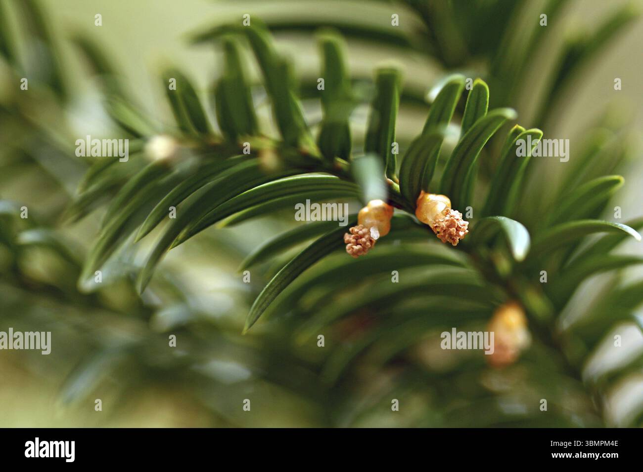 Male, flower, tree, baum, trees, flowers, blossom, conifer, conifers ...