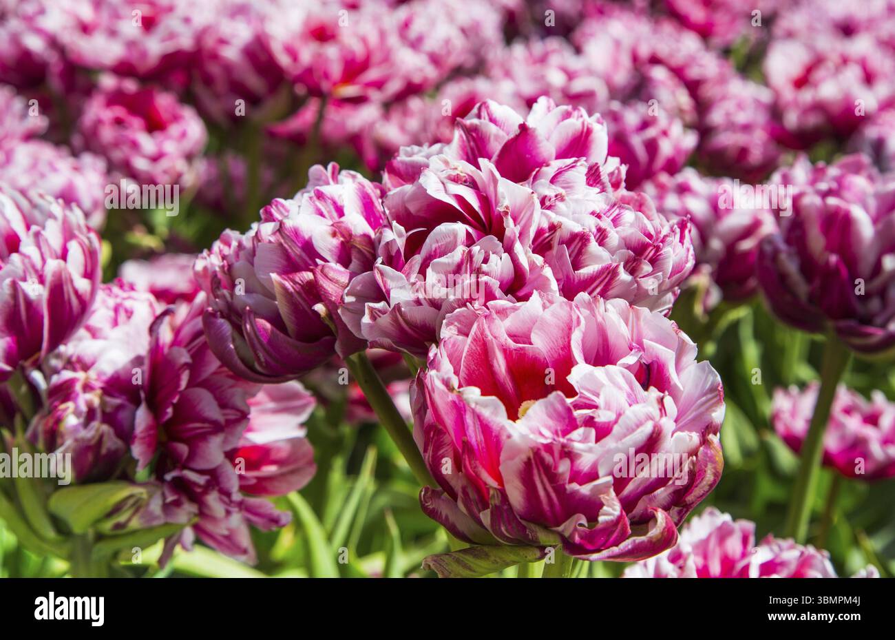 Backdrop colorful artificial flowers hi-res stock photography and ...