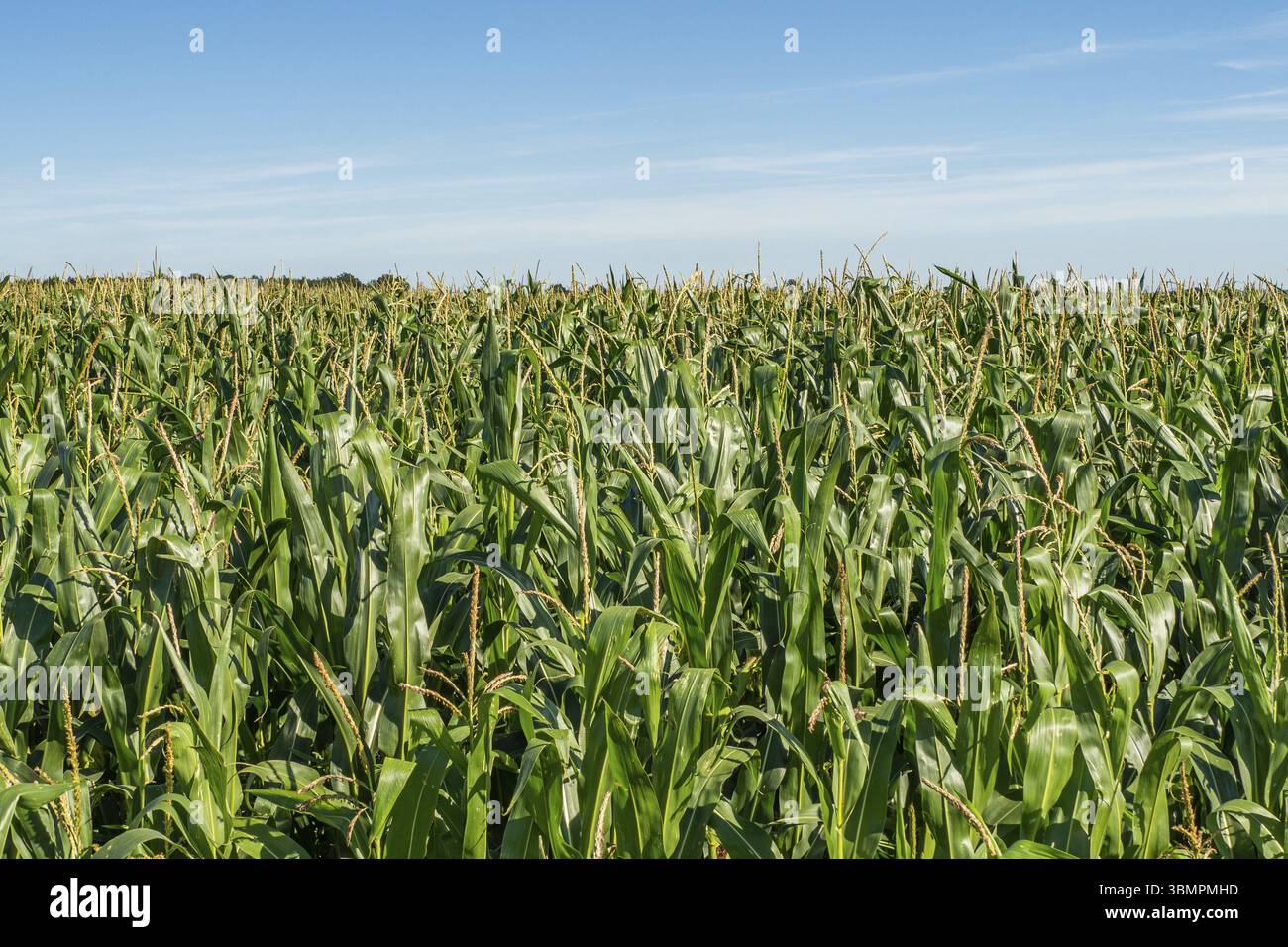 Corn Plantation. A Green Field of Corn Growing Up. Close Up Look Stock ...