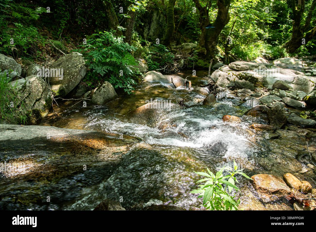 Clear mountain stream flows through an idyllic green forest in ...