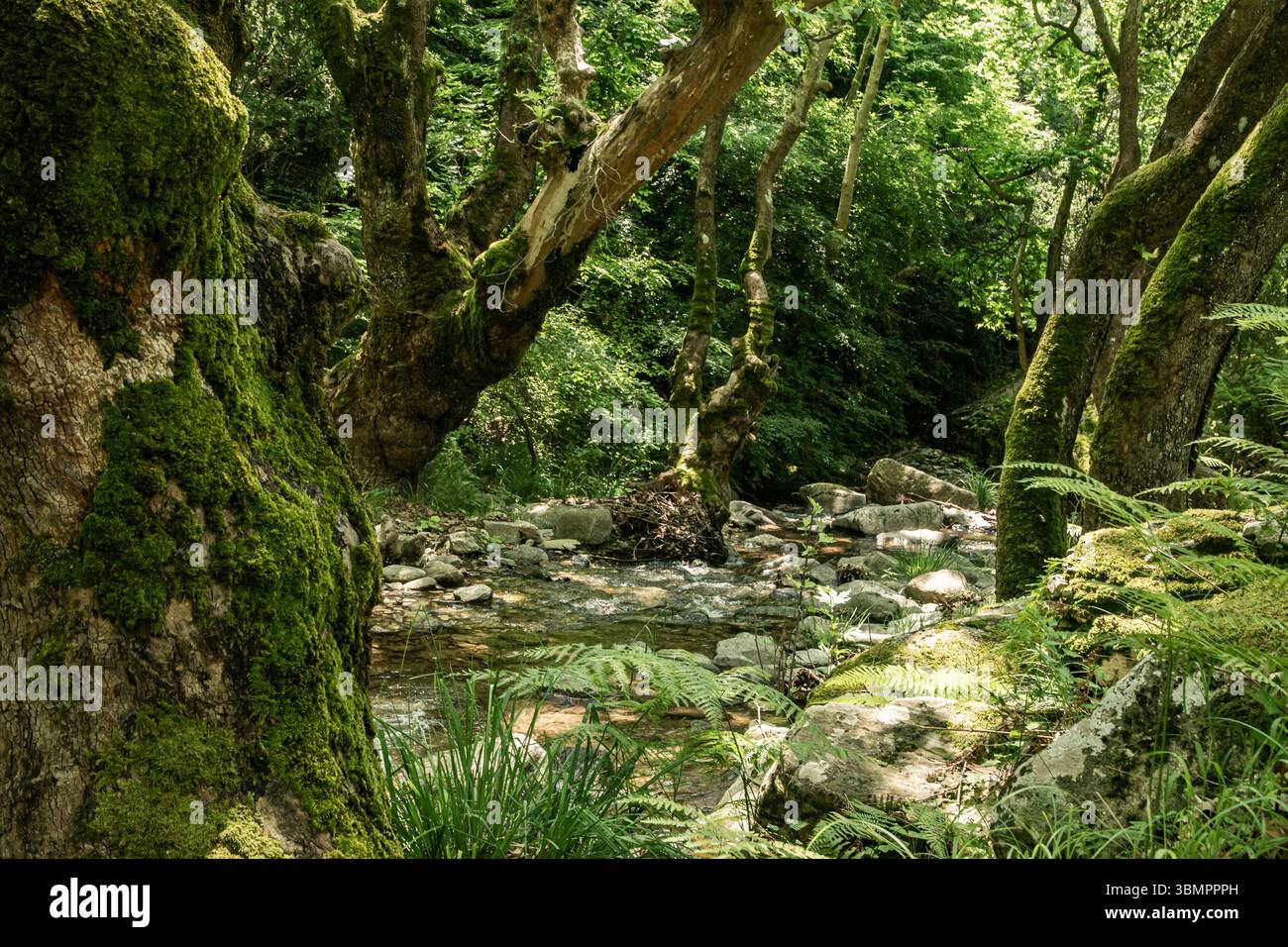 Clear mountain stream flows through an idyllic green forest in ...