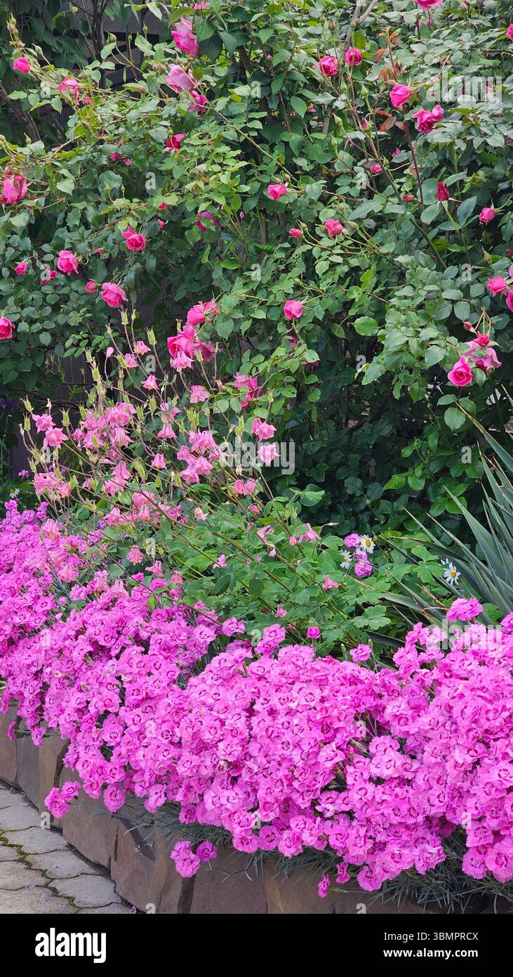 Dianthus pinnate Spring Beauty Stock Photo - Alamy