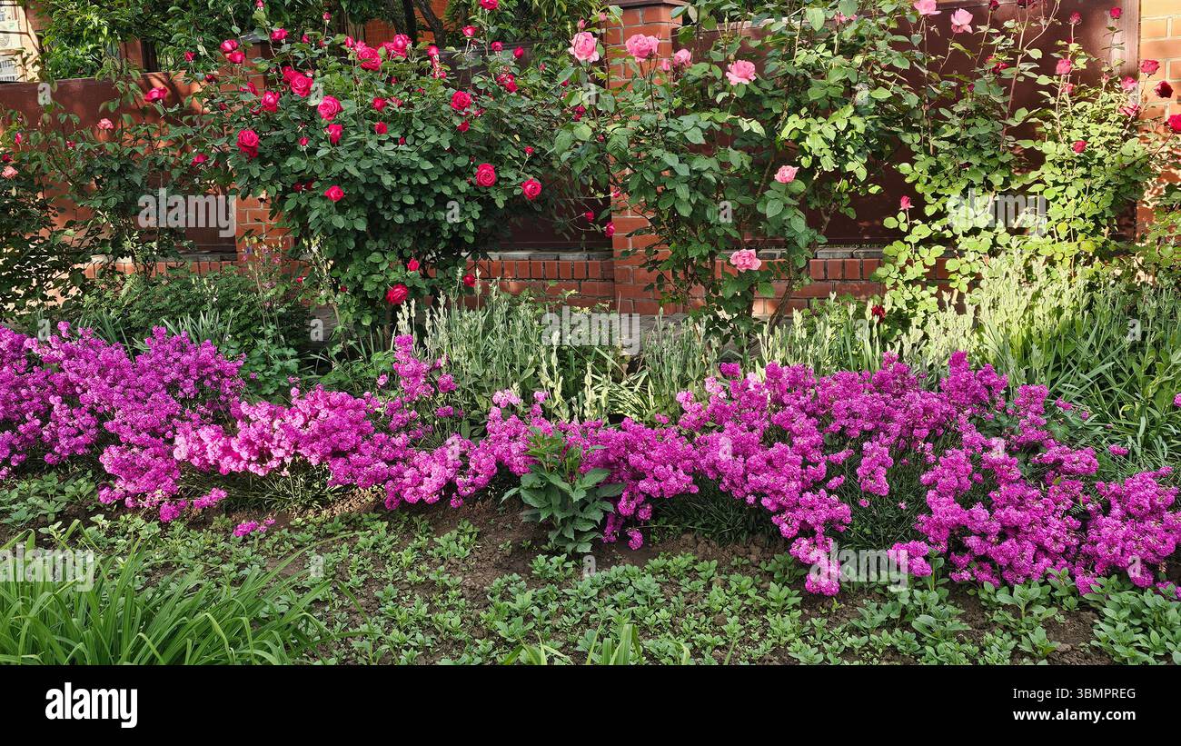 Dianthus pinnate Spring Beauty Stock Photo - Alamy