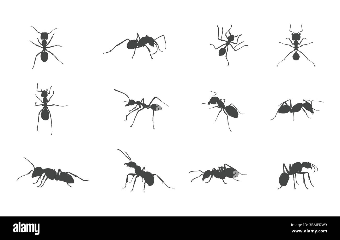 Ants svg, Ants silhouette, Ant clipart, Ant silhouette set, Ants vector ...