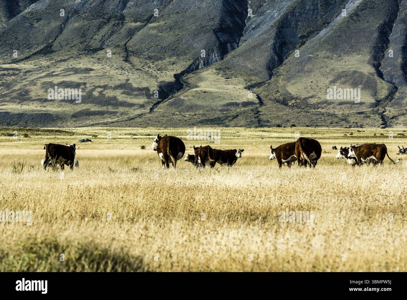 Cattle raising in the pampas near Lake Roca, Republic of Argentina ...