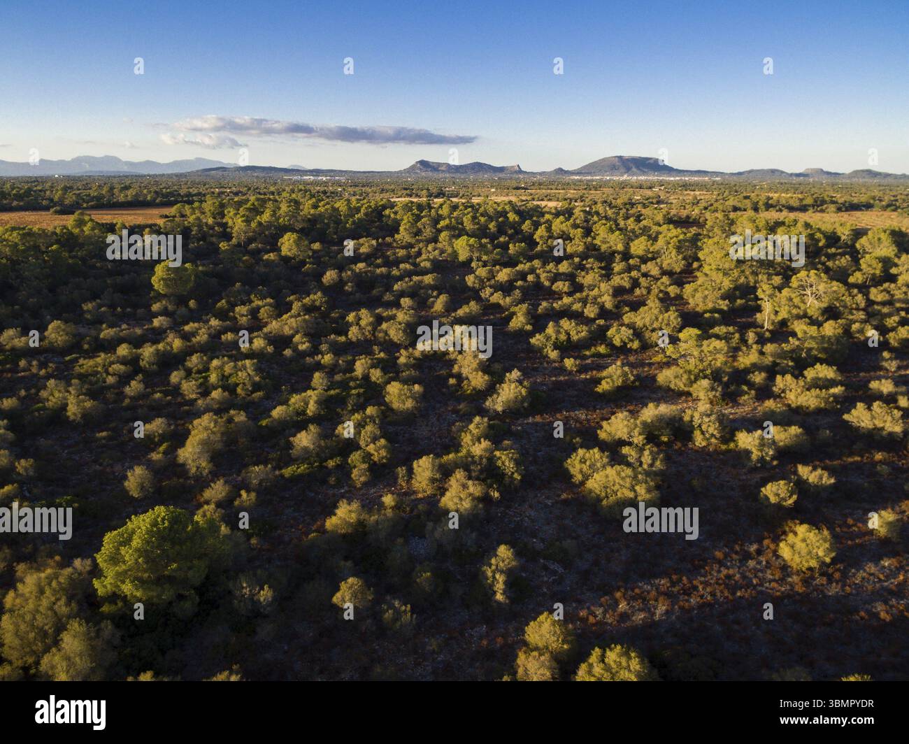 Garrigue mallorca hi-res stock photography and images - Alamy