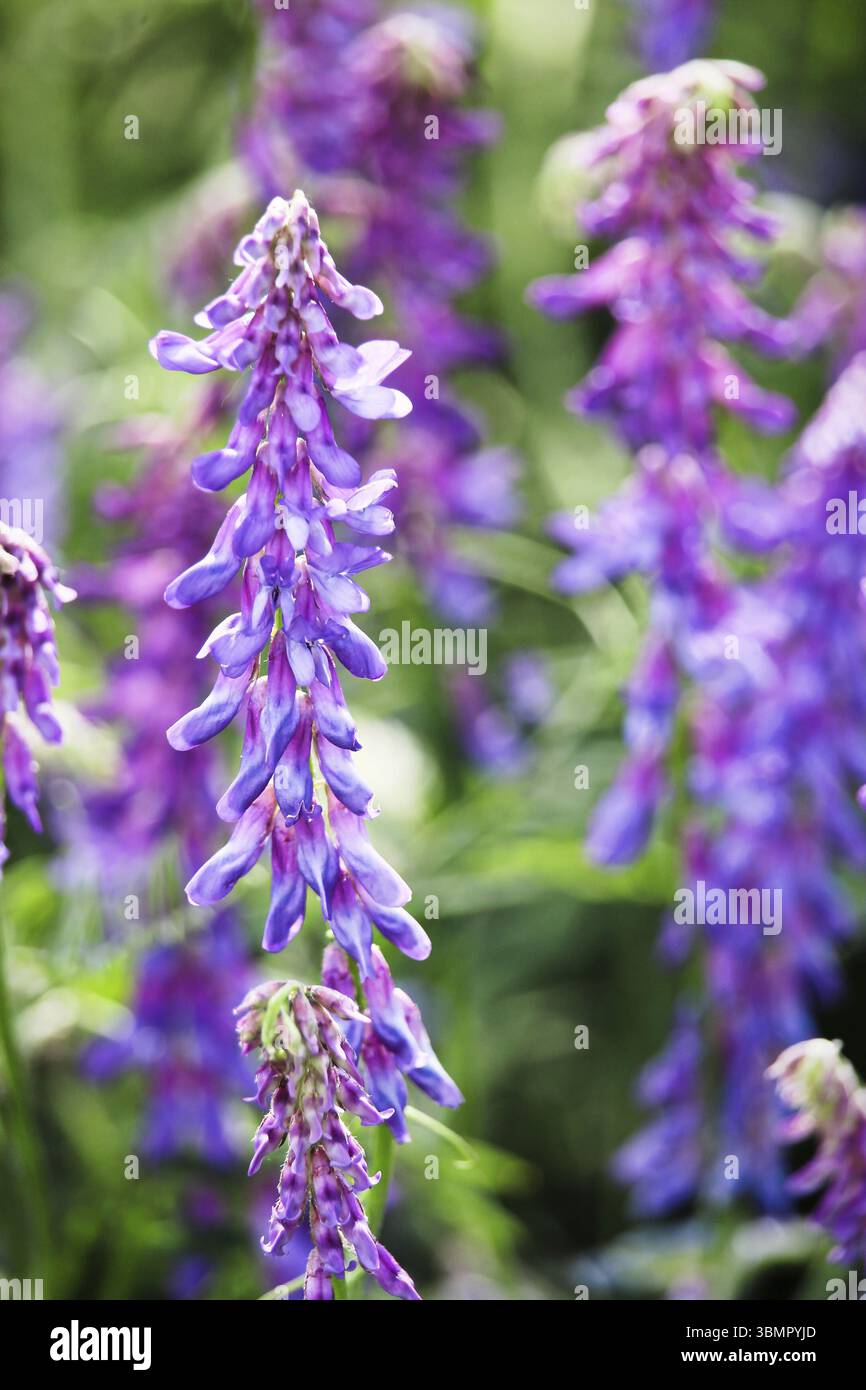 Closeup tufted vetch flower hi-res stock photography and images - Alamy