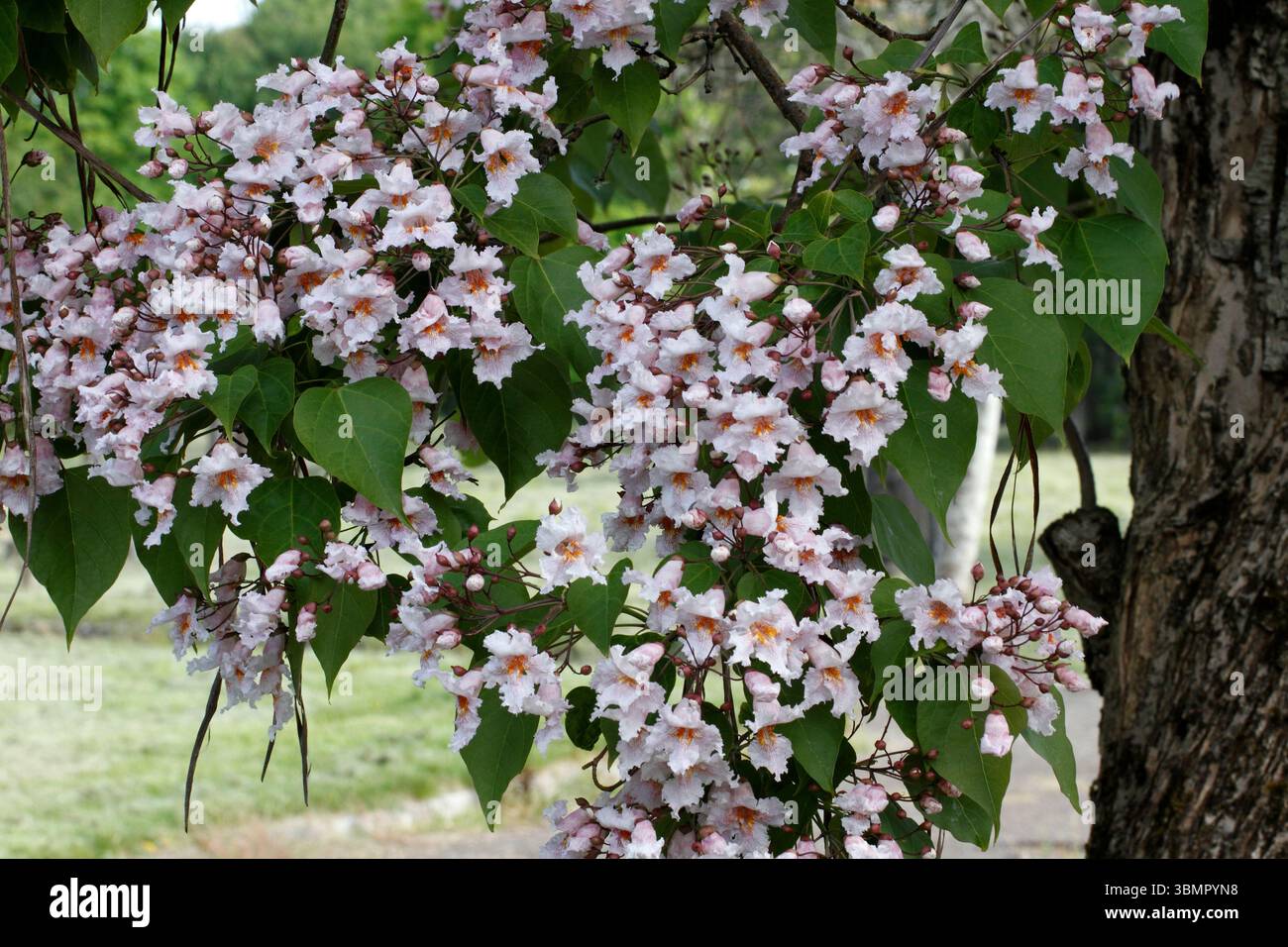 Catalpa bungei Fargesii, Chinese Bean Tree, Chinese catalpa, Farges ...