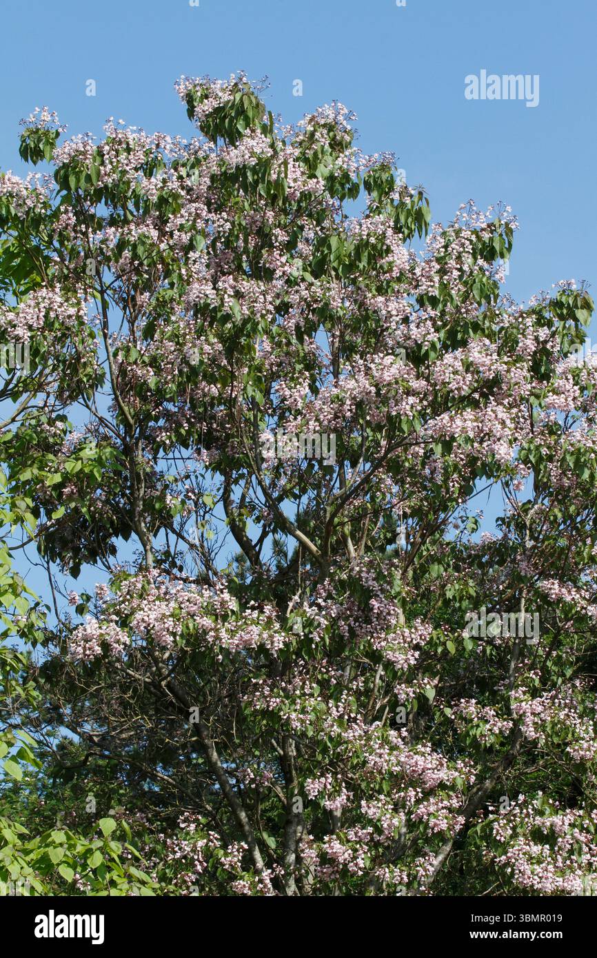 Catalpa bignonioides, Indian Bean tree Stock Photo - Alamy