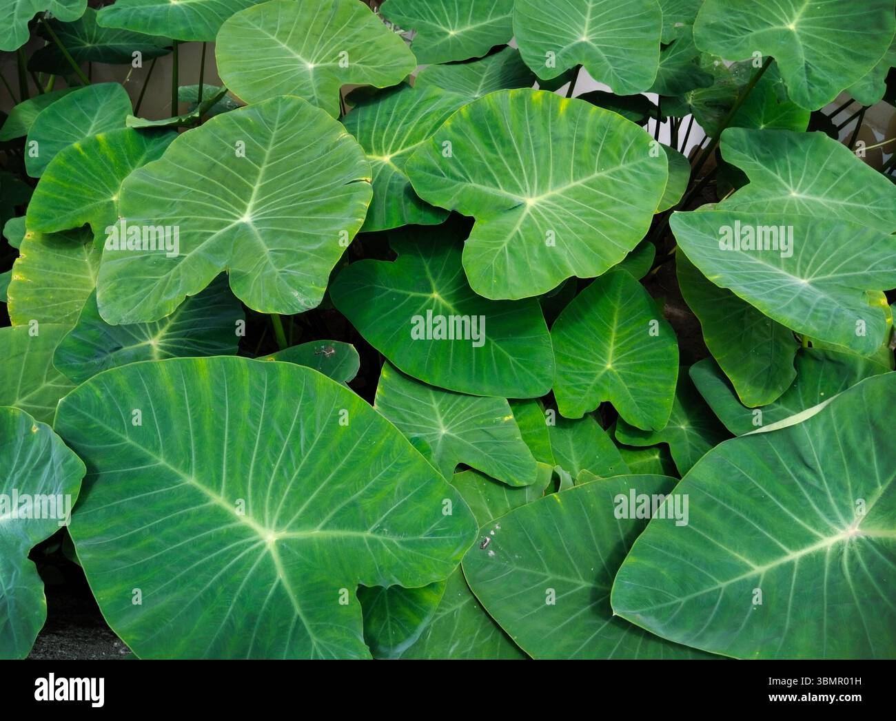 Dwarf elephant ear hi-res stock photography and images - Alamy
