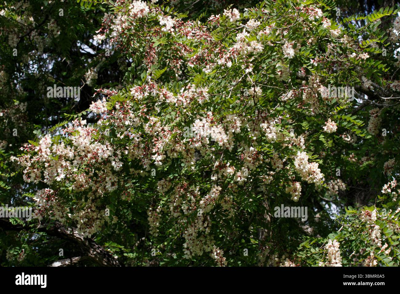Robinia pseudoacacia, commonly known as Black Locust or False Acacia ...