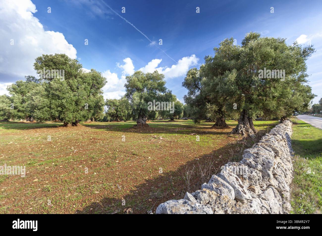 Alluring view on a grass field, blue sky with white clouds and a ...