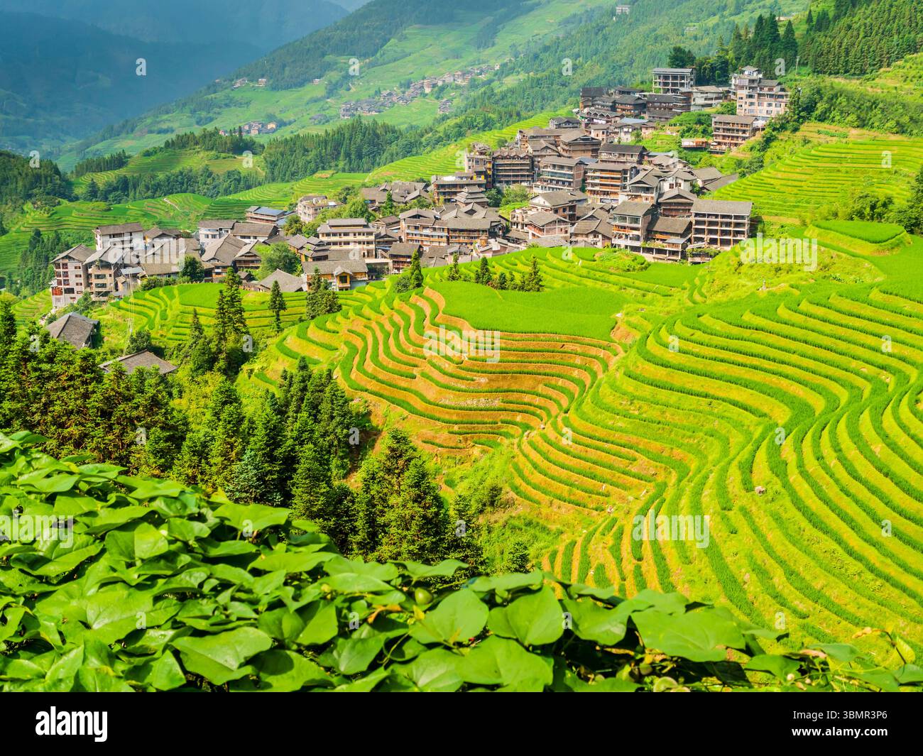 Stunning view of Longji village surrounded by green terraced rice ...