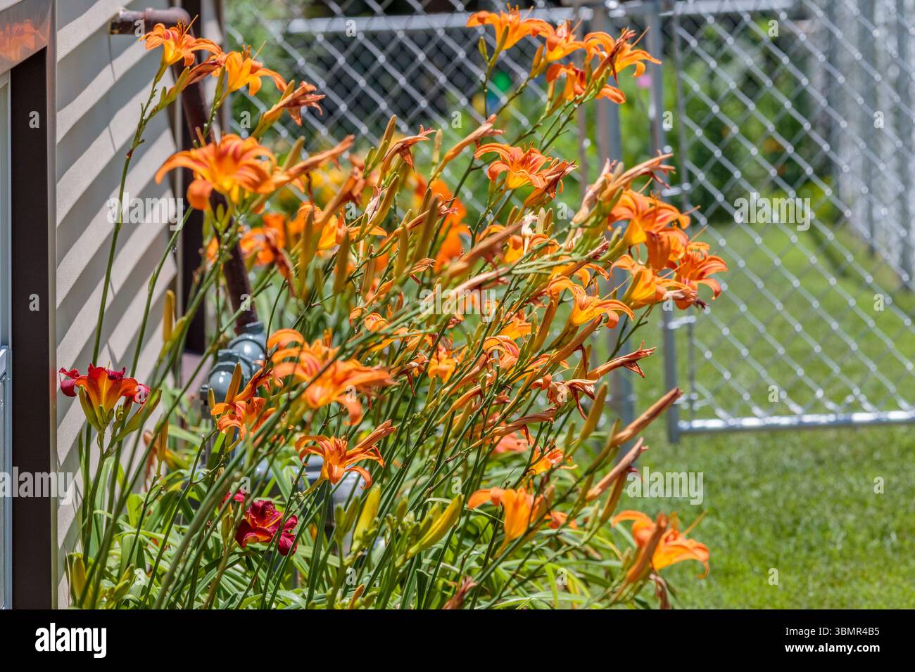 a group of orange day lilies blooming in the side lily garden Stock ...