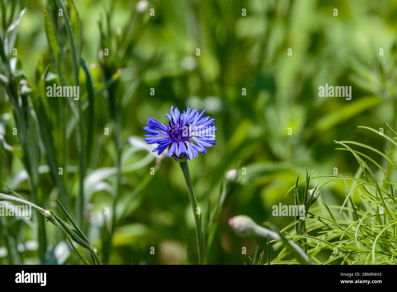 blue Cornflower blossom in the Wild Flower garden Stock Photo - Alamy