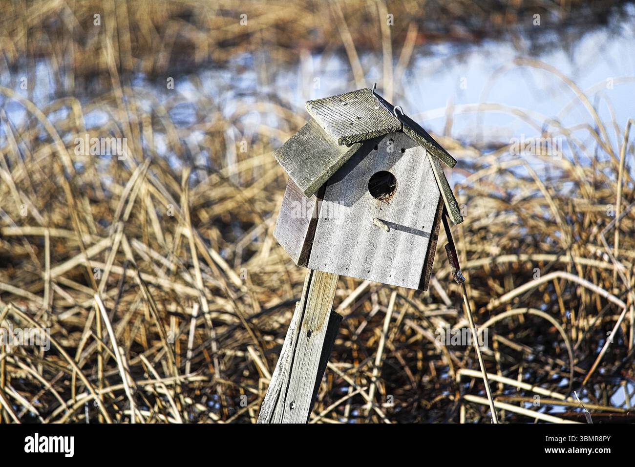 Dried reeds around a rustic birdhouse on a fence Stock Photo - Alamy